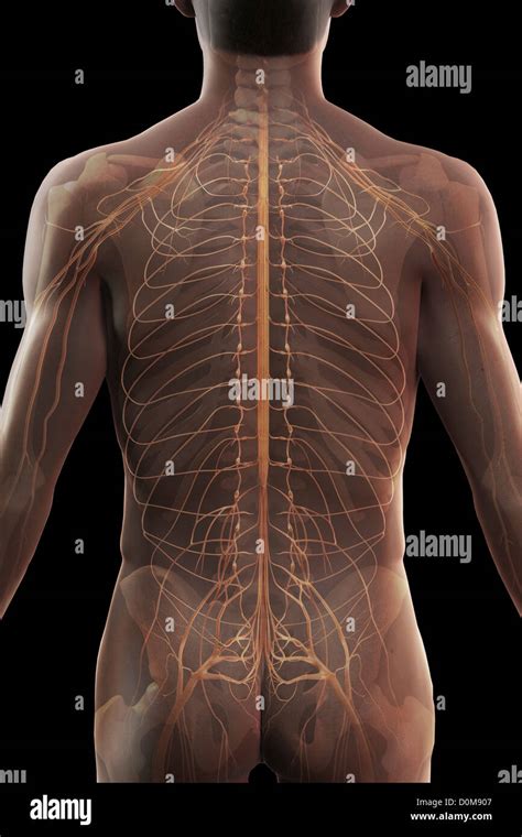 Human Body Back Nerves