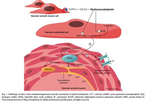 Hydroxocobalamin Shock Shock Journal Of Cardiothoracic And