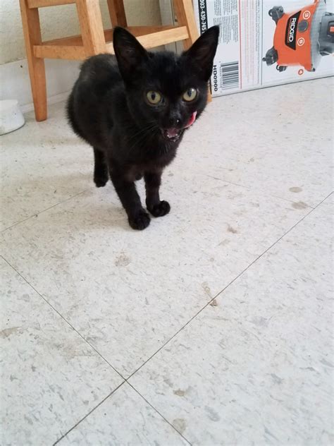 Scabies Kitten Still Has A Scab Is She Still Contagious After 3 Weeks