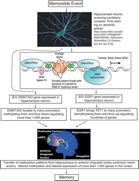 Elements Of A Pathway From Memorable Event To Long Term Memory In The
