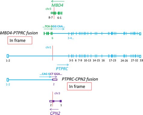 Schematic Representation Showing That The Ptprc Gene Encoding The
