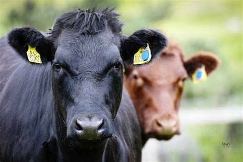 Allflex Livestock Intelligence Launches Subscription Based Version Of Its Sensehub Monitoring