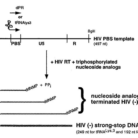Schematic Representation Of In Vitro Hiv 1 Reverse Transcription Download Scientific Diagram