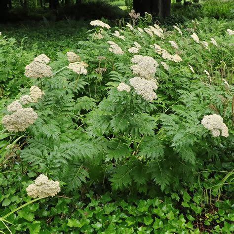 Tanacetum Macrophyllum