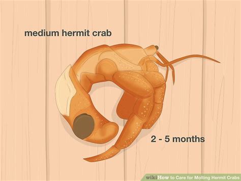 How To Care For Molting Hermit Crabs With Pictures Wikihow