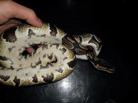 Collection Python Regius