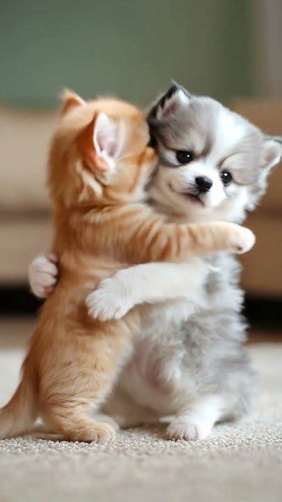 Kitten Puppy Hugging Worlds Cutest Pet Couple Part 3 In 2025
