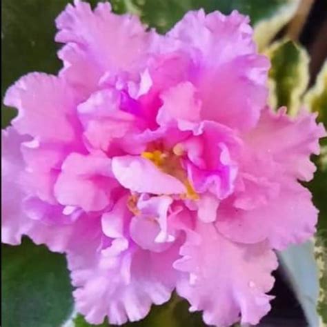 სზს იები