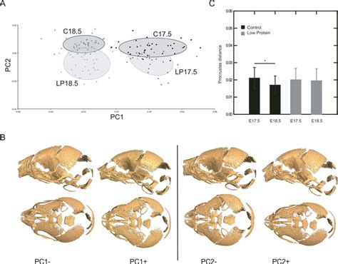 Analysis Of Skull Shape Based On Three‐dimensional Craniofacial Download Scientific Diagram