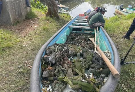 Aseguran 192 Iguanas Verdes En Autobús De Coatzacoalcos A Oaxaca E Veracruzmx Periódico