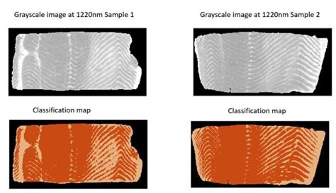 Grayscale Images And Classification Maps Obtained From Mcr Download