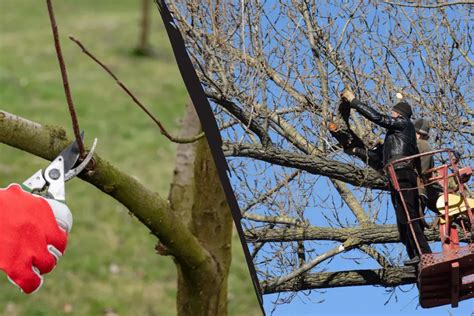 Recognizing Differences Between Tree Lopping Vs Pruning