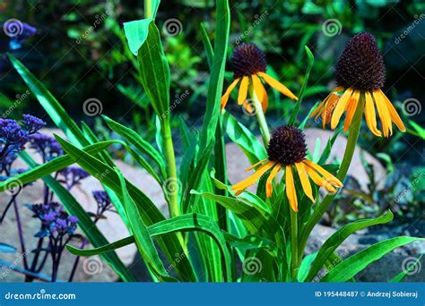 Beautiful Natural Flowers Blooming In Summer In The Garden Stock Image