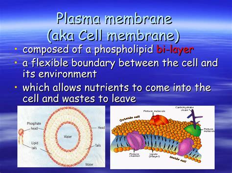 B14 Eukaryotic Cell Structure Powerpoint Ppt