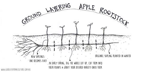 Ground Layering Good Life Permaculture