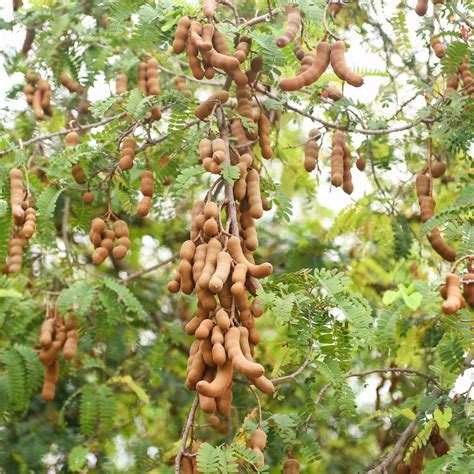 Tamarind Tree Live Plant In 4 Inch Pot 6 10 Inches Tall