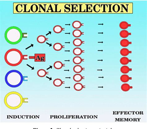 Figure 2 From Artificial Immune System Based Local Search For Solving Multi Objective Design