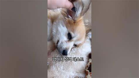 강아지성격테스트 유기견 솔이 순둥그자체 울 솔이 ️ 사지마세요입양하세요 Youtube