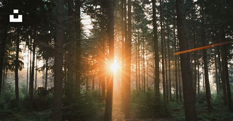 숲 속의 나무 사이로 태양이 빛나고 있습니다 사진 Unsplash의 무료 숲 이미지