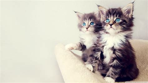 Cute Kittens Hd Wallpapers Wallpaper Cave