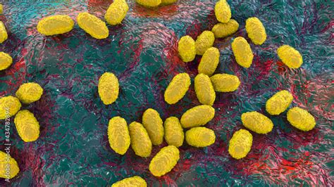 Pertussis Bacteria