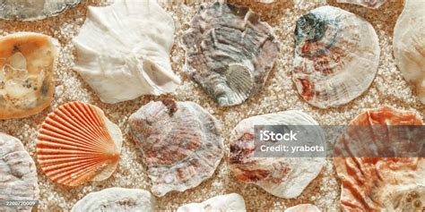 고운 모래에 흩어져있는 조개껍데기의 컬렉션 부드러운 햇빛 자연 해양 및 여름 질감 배너 해변 분위기와 바다 스타일 배경 여름 휴식 조화에서 최소한의 자연 패턴 가리비에 대한