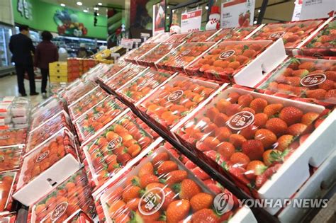 프리미엄 품종 딸기 연합뉴스