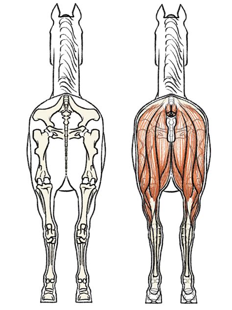 Horse Osteology Normal Anatomy Vet Anatomy Artofit