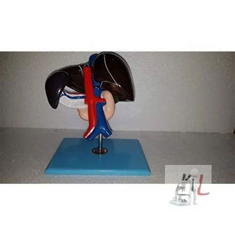 Liver Pancreas And Duodenum Model Imported Bio Model Biology 3d