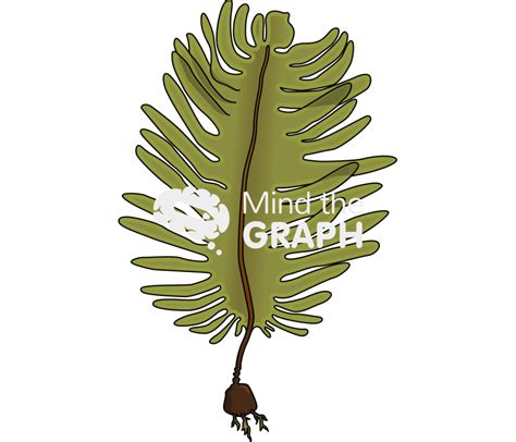 Free Undaria Pinnatifida Wakame Seaweed Icons Symbols Pictures And