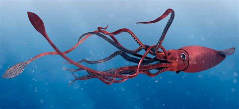 Giant Squid