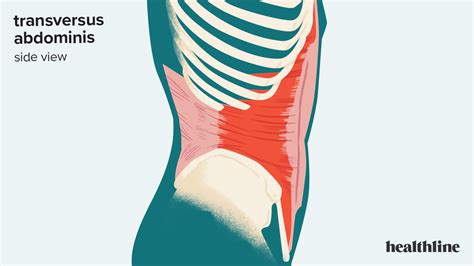 Transversus Abdominis Exercises For The Abs You Havent Heard About