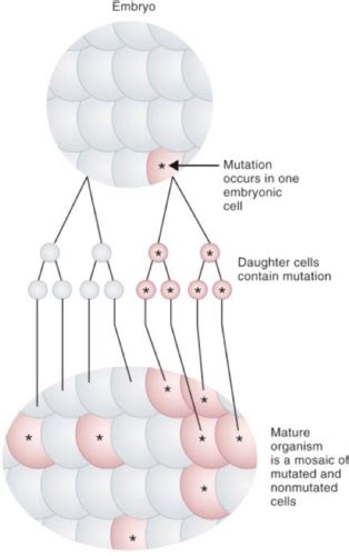 complications to inheritance patterns flashcards quizlet