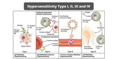 Hypersensitivity Type I Ii Iii And Iv Summary In Table Form Biology Notes Online