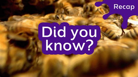 Variation And Classification Clickview