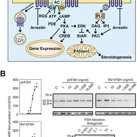 A Schematic Diagram Of Biased Signaling At A Gpcr Three Ligands