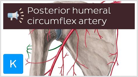 Posterior Humeral Circumflex Artery Anatomical Terms Pronunciation By