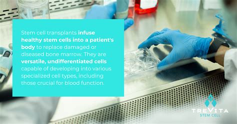 Stem Cell Transplant Guide To Revolutionary Treatment