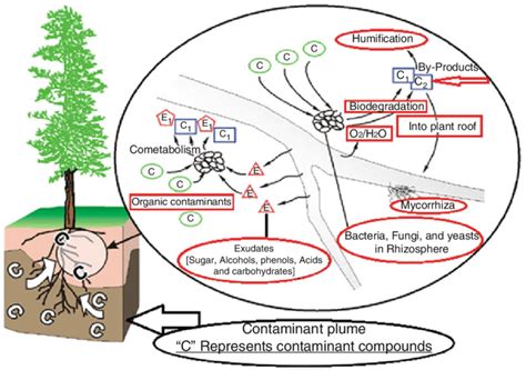植物修复一种自然的清洁过程 188jdc金宝搏