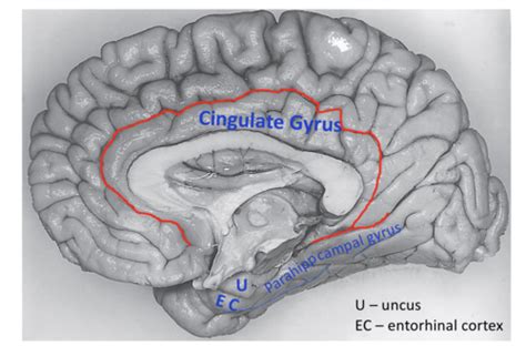Limbic System Reticular Formation Modulatory Systems Higher Functions Flashcards Quizlet
