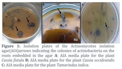 Bioactivity And Metabolomics Profiling Of Endophytic Actinobacteria Isolated From Roots Of The