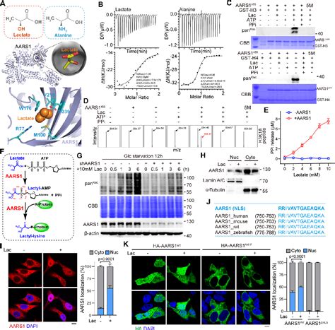 Figure 1 From The Alanyl Trna Synthetase Aars1 Moonlights As A