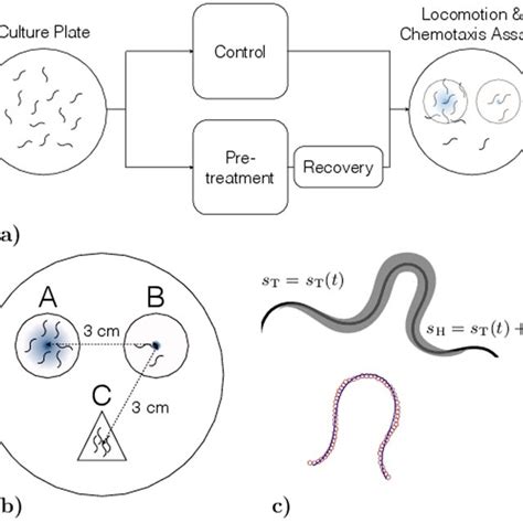 Chemotaxis Velocity A Average Distance Between C Elegans And