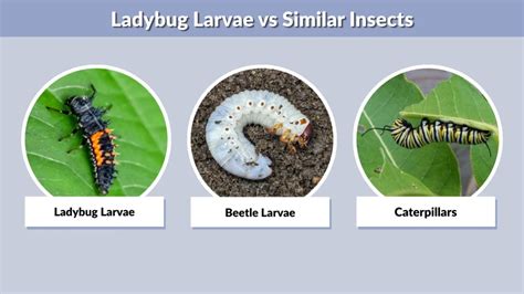 Ladybug Larvae Identification Life Cycle And Benefits In The Garden