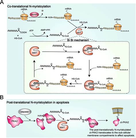 Protein N Myristoylation Creative Diagnostics