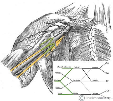 The Brachial Plexus Sections Branches TeachMeAnatomy