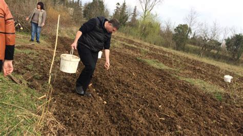 უგულავამ წინასაარჩევნო კამპანიის ფარგლებში ხონში მიწა დახნა და კარტოფილი დათესა Netgazeti