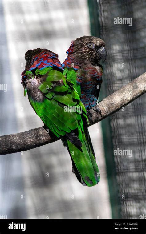 The Red Fan Parrot Also Known As The Hawk Headed Parrot Is A New