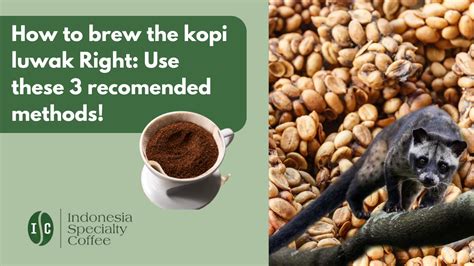 코피 루왁을 제대로 추출하는 방법 인도네시아 스페셜티 커피