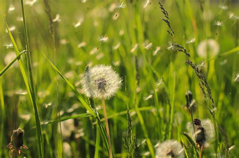 자연 흐린 배경에 씨앗과 아름다운 민들레 꽃 텍스트 장소와 꽃 개념 개념에 대한 스톡 사진 및 기타 이미지 개념 계절 꽃 나무 Istock